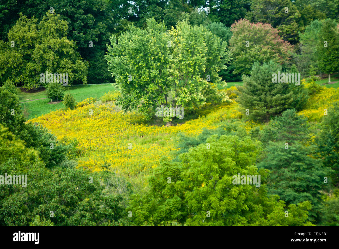 Yellow Solidago, Goldenrod and trees at Cornell Plantations, Ithaca ...