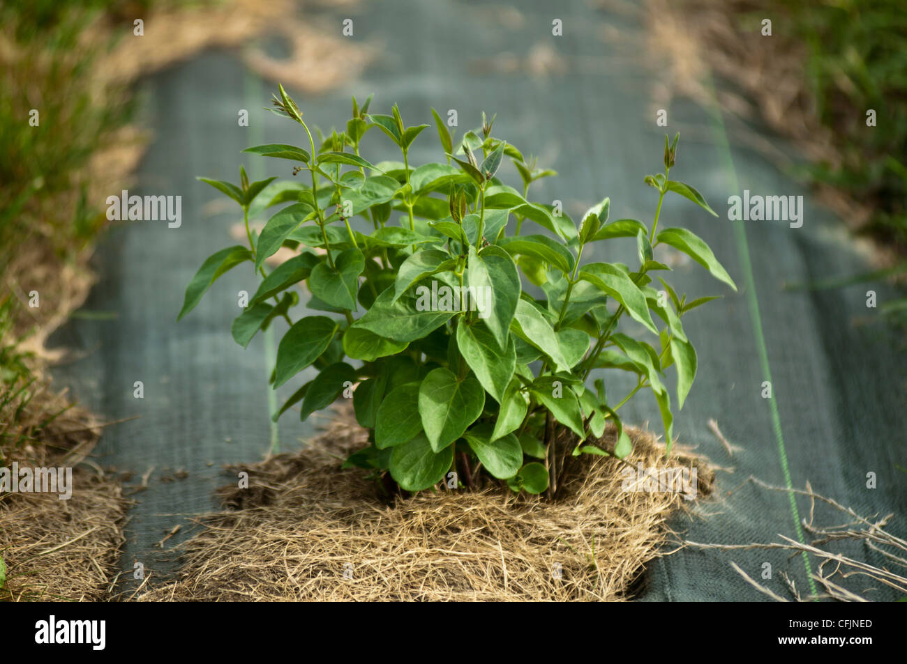 Scientific research plants growing with tarp at Cornell University ...