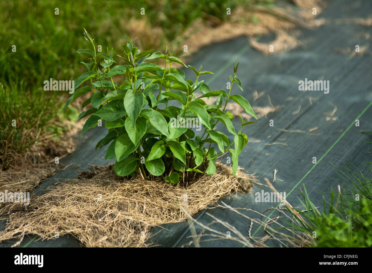 Scientific research plants growing through black tarp and straw mulch ...
