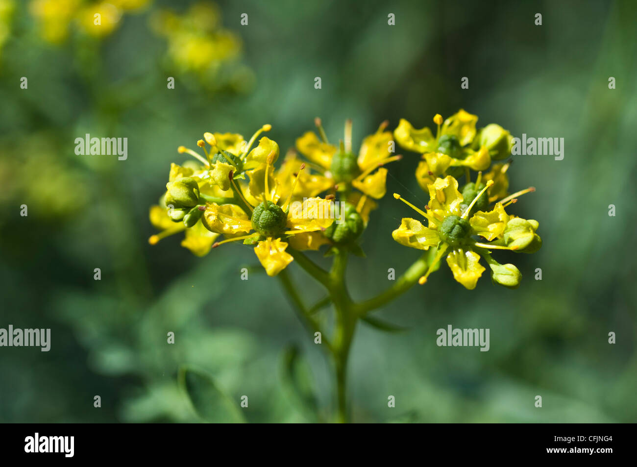 Small yellow flowers of Common Rue, Ruta graveolens, Rutaceae Stock ...