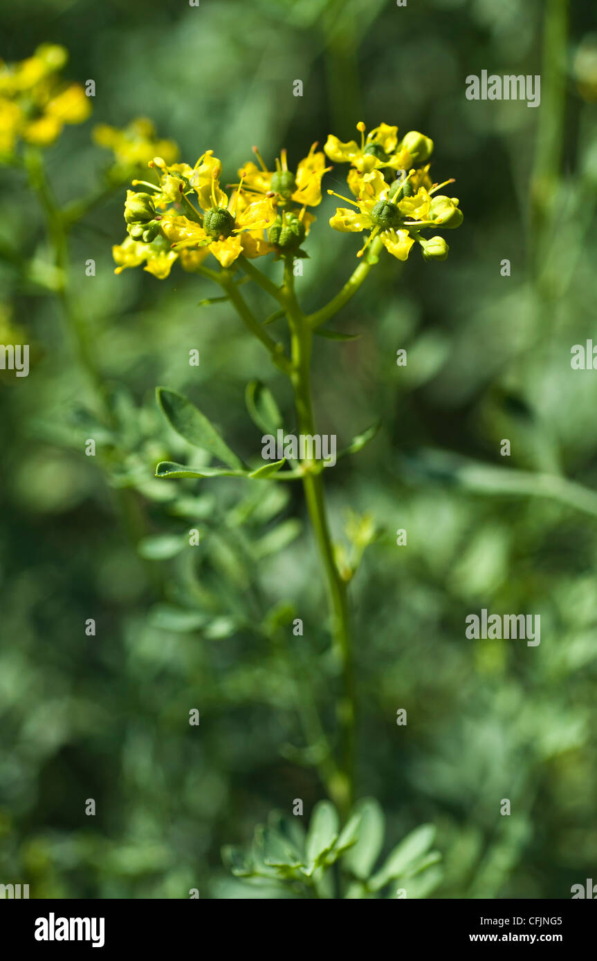 Small yellow flowers of Common Rue, Ruta graveolens, Rutaceae Stock ...