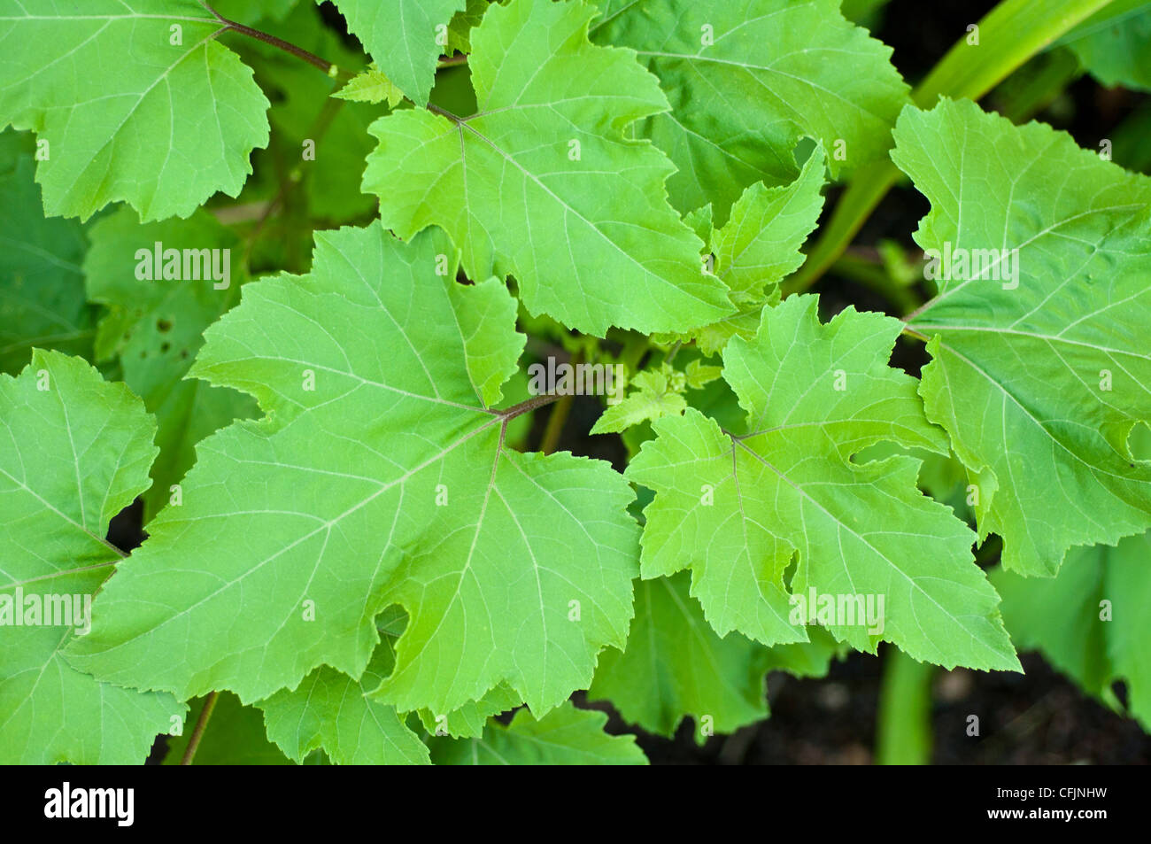 Cocklebur hi-res stock photography and images - Alamy
