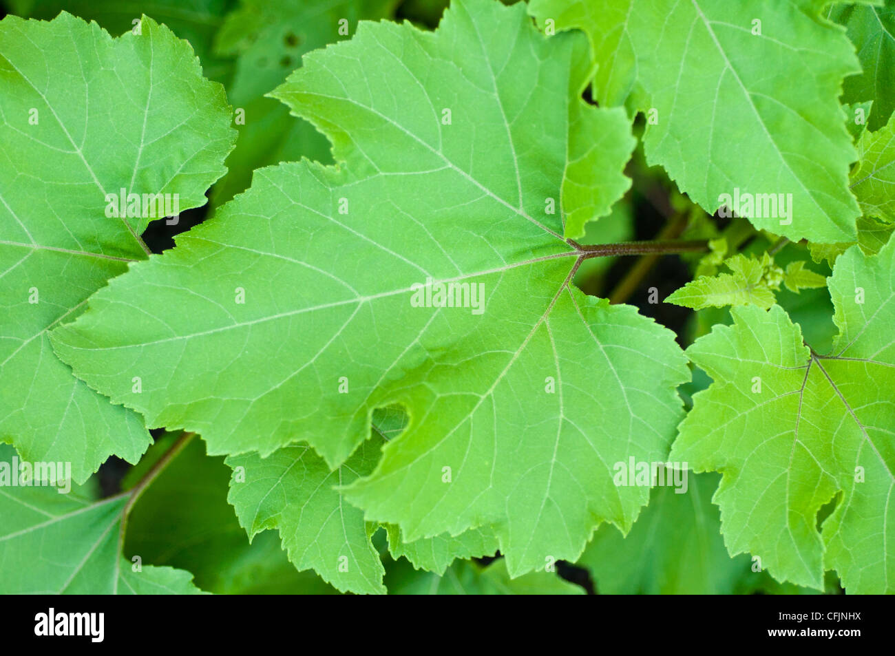 Cocklebur hi-res stock photography and images - Alamy