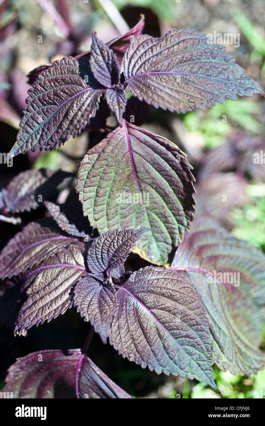 Purple and green leaves of toxic Beef Steak Herb, Perilla frutescens ...