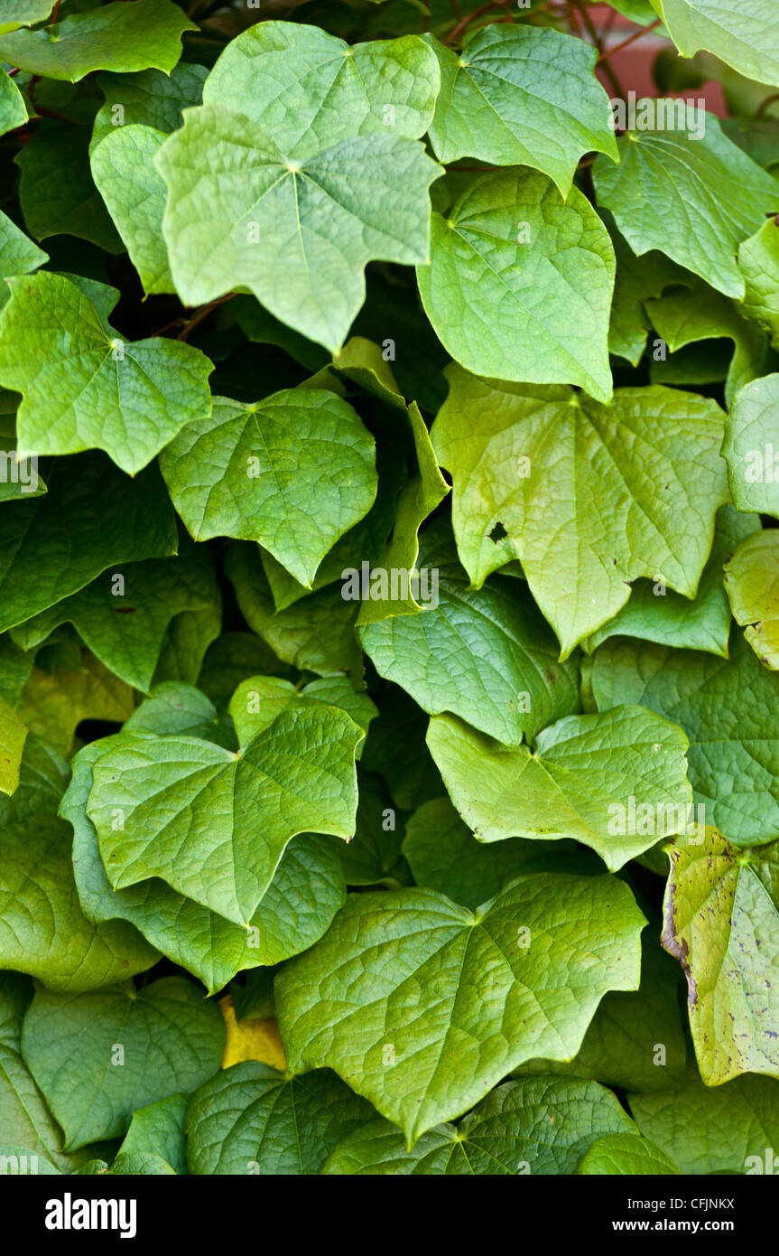 Moonseed hi-res stock photography and images - Alamy