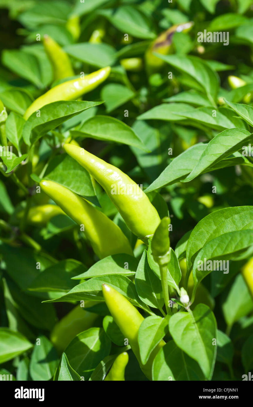 Capsicum annuum hi-res stock photography and images - Alamy
