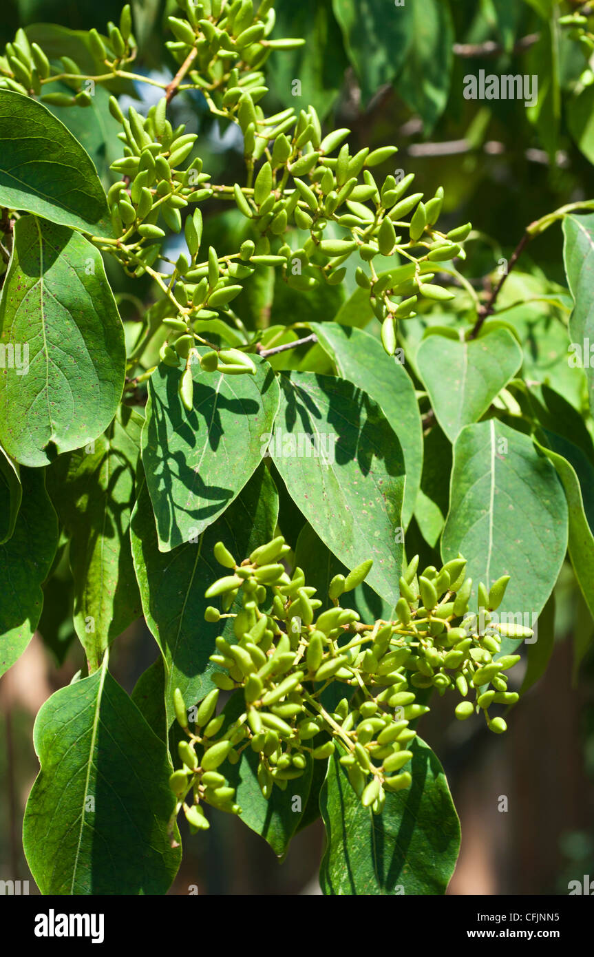 Japanese Tree Lilac, Syringa reticulata, Oleaceae Stock Photo - Alamy