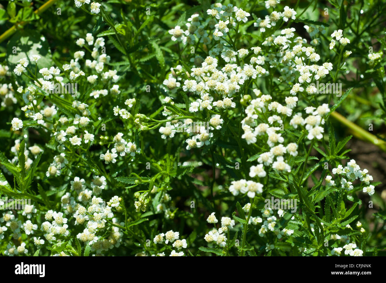 White Nancy High Resolution Stock Photography and Images - Alamy