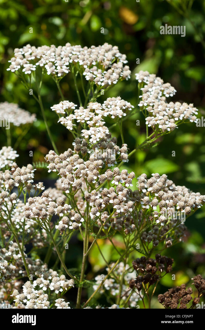 White flowers of Yarrow, Achillea millefolium cv Rosea, Asteraceae ...