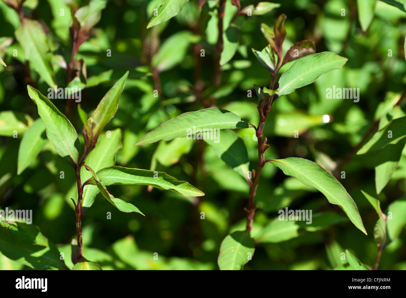 Close-up of green Ramie (Boehmeria Nivea) plant, a member of Urticaceae ...
