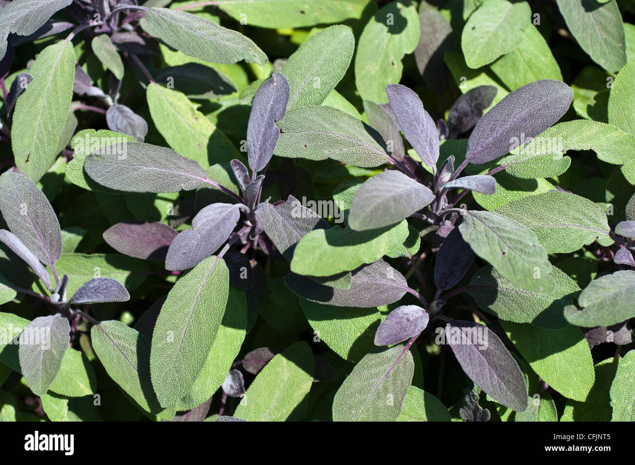 Purple sage, Salvia officinalis Purpurascens, Lamiaceae Stock Photo - Alamy