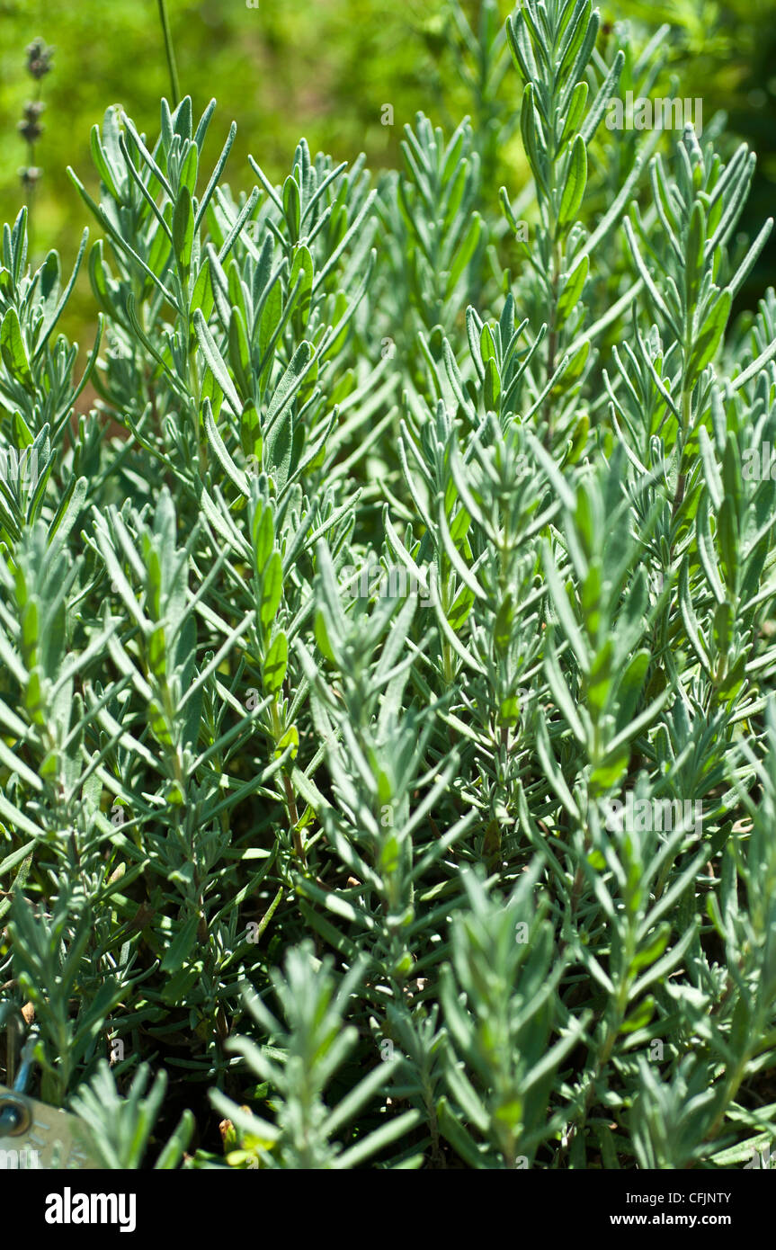 Lavendula hi-res stock photography and images - Alamy