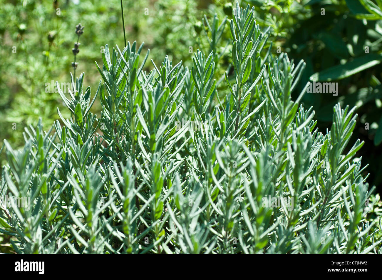 Lavendula hi-res stock photography and images - Alamy