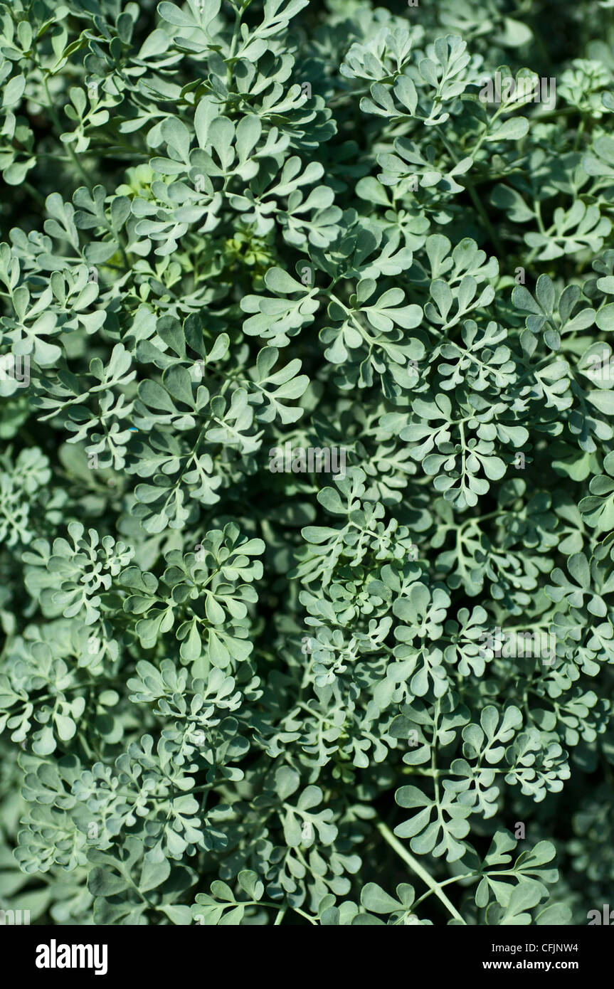 Rue ruta graveolens leaves hi-res stock photography and images - Alamy