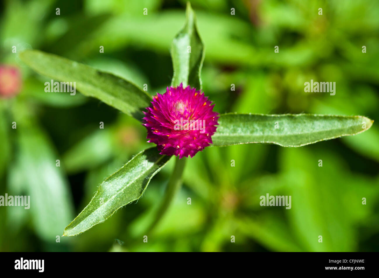 red Globe amaranth flower close up Amaranthaceae Gomphrena globosa ...