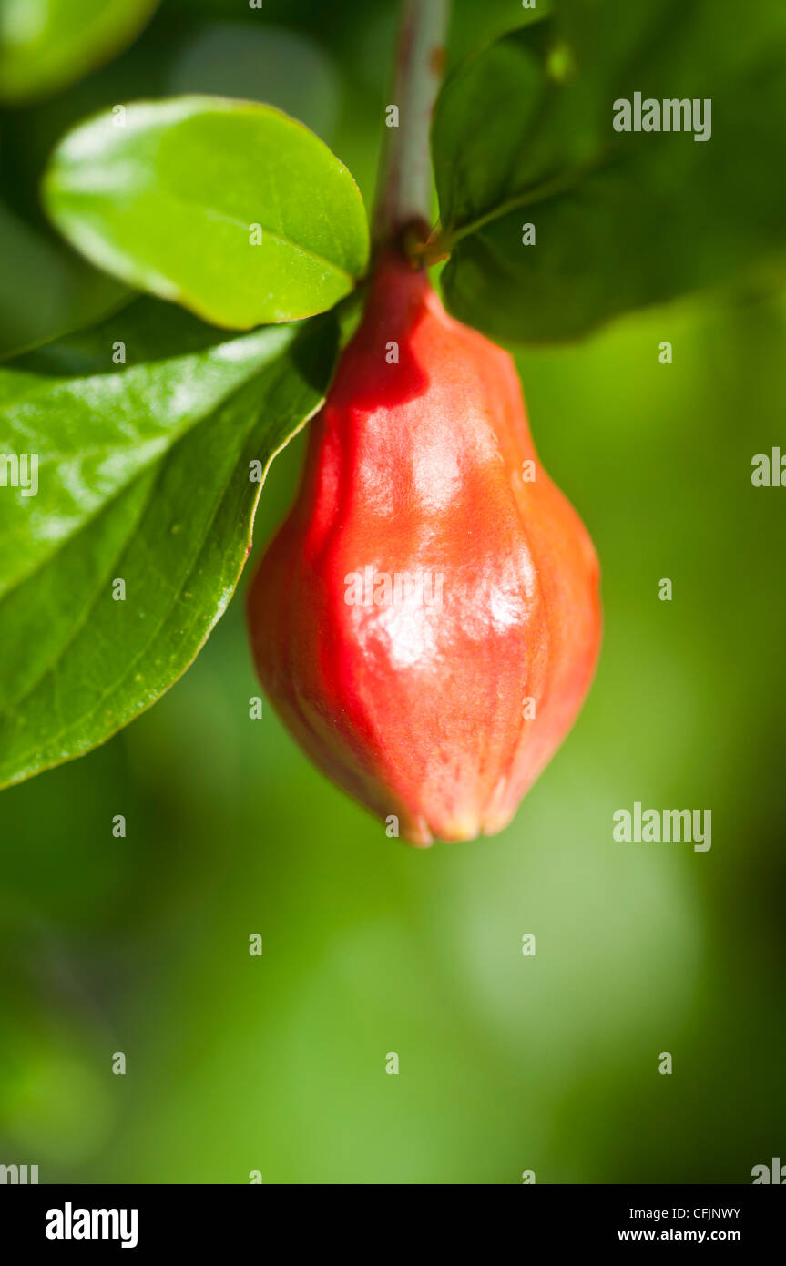 Small orange red fruit of Dwarf Pomegranade, Punica Granatum var Nana ...