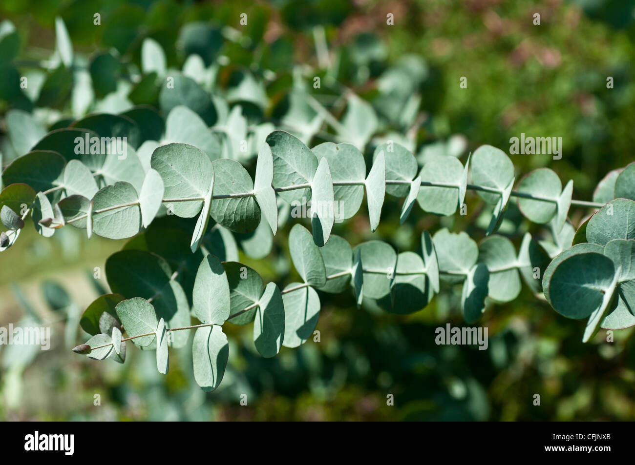 Argyle apple, Mealy Stringybark, Eucalyptus cinerea var pendula Stock ...