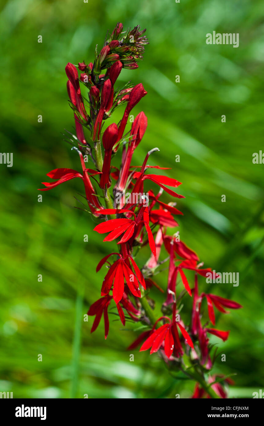 Red flowers of Cardinal Flower, Lobelia Cardinalis, Lobeliaceae Stock ...