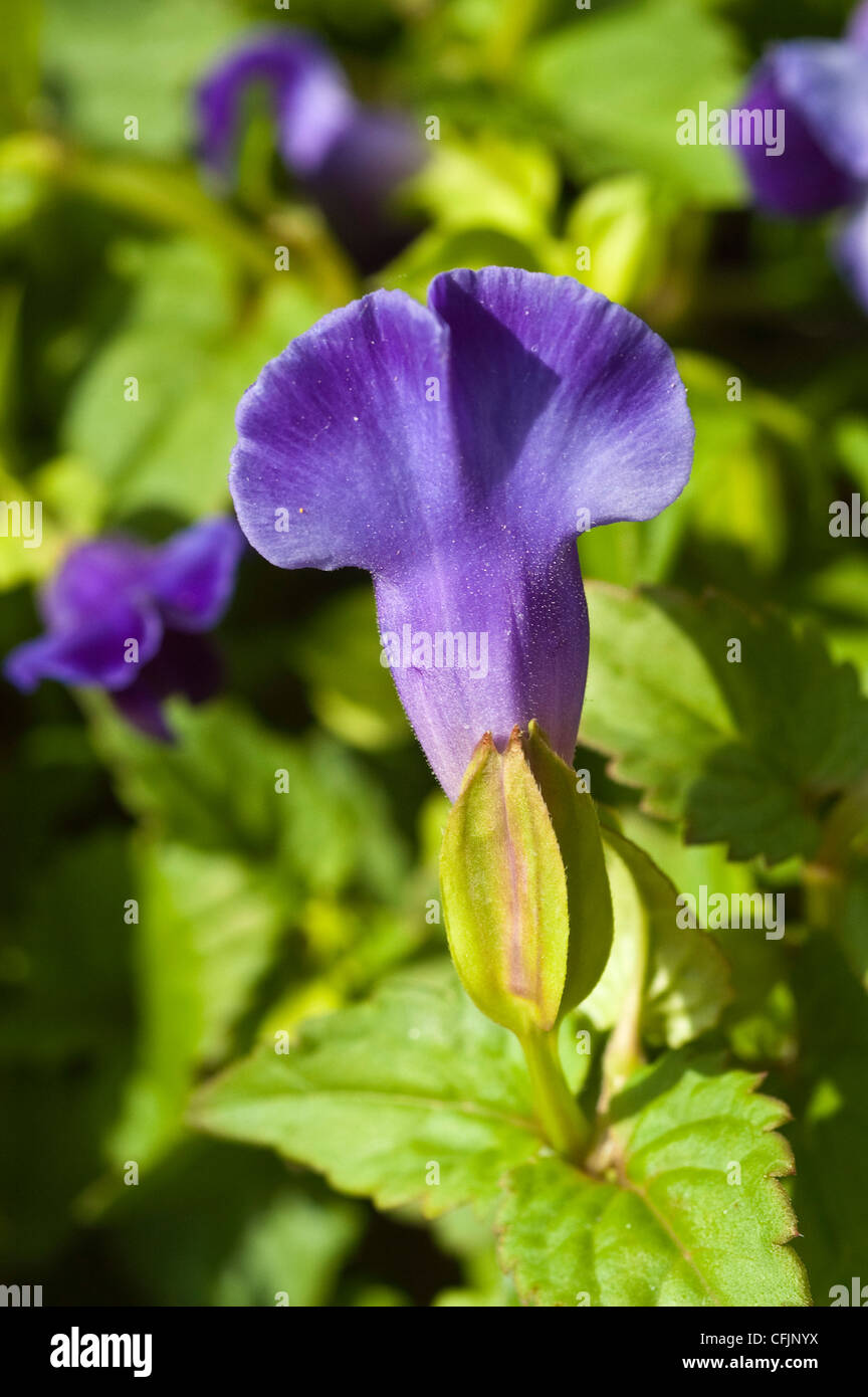 Blue Torenia flower close up Stock Photo - Alamy