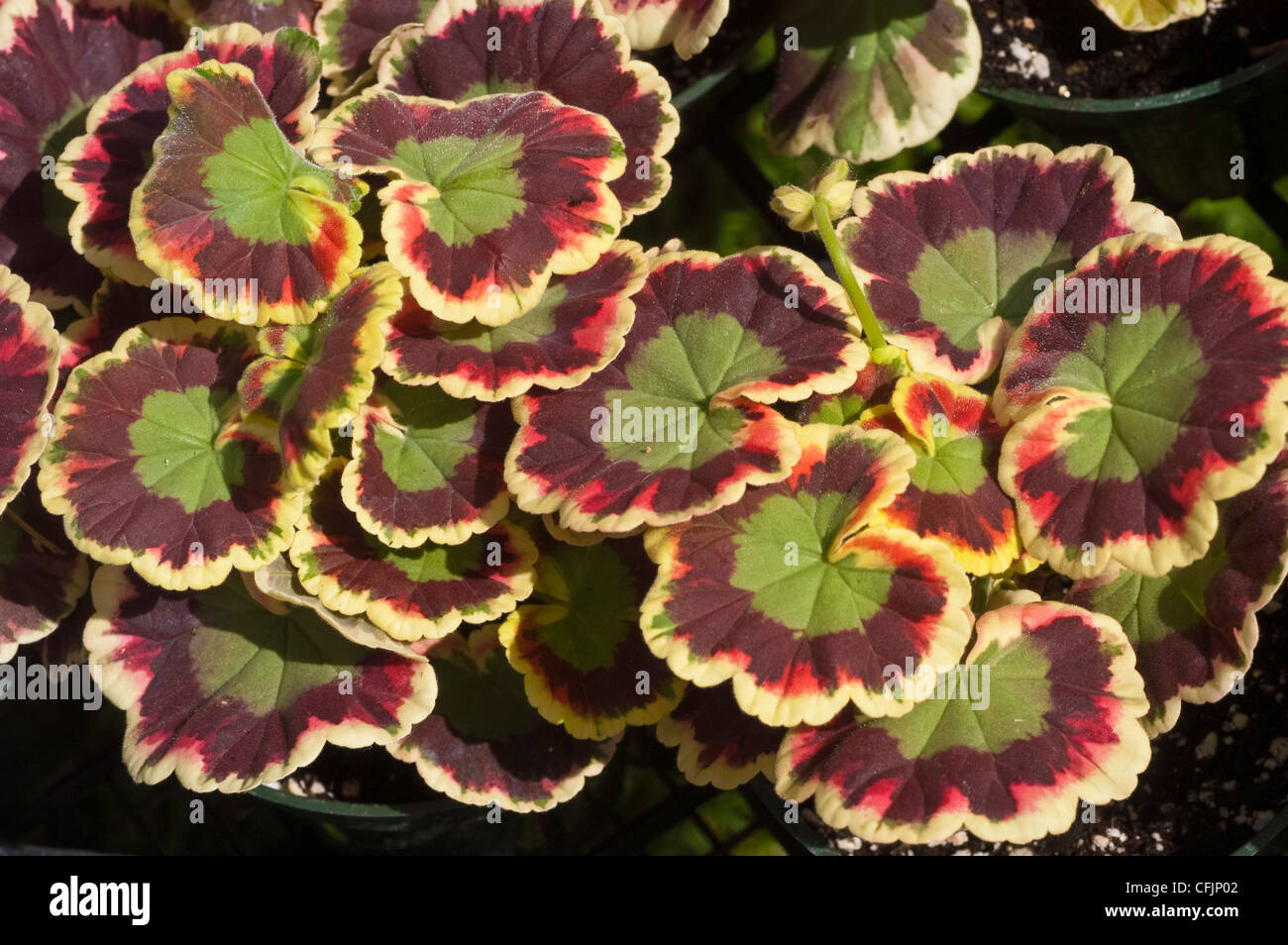white brown green fancy leaved foliage of zonal geranium or pelargonium ...