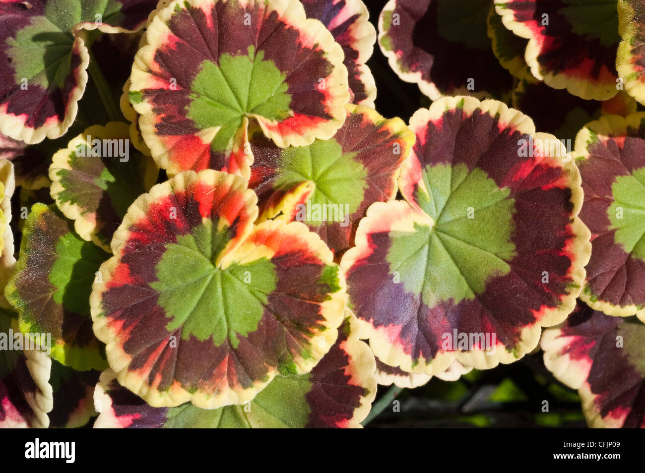 white brown green fancy leaved foliage of zonal geranium or pelargonium ...