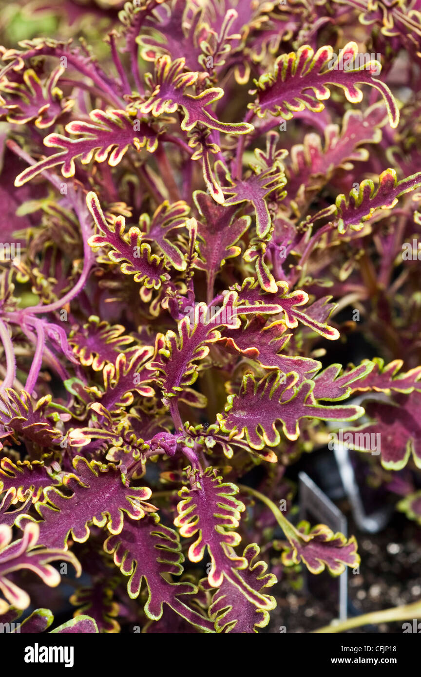 Coleus solenostemon scutellarioides hi-res stock photography and images ...