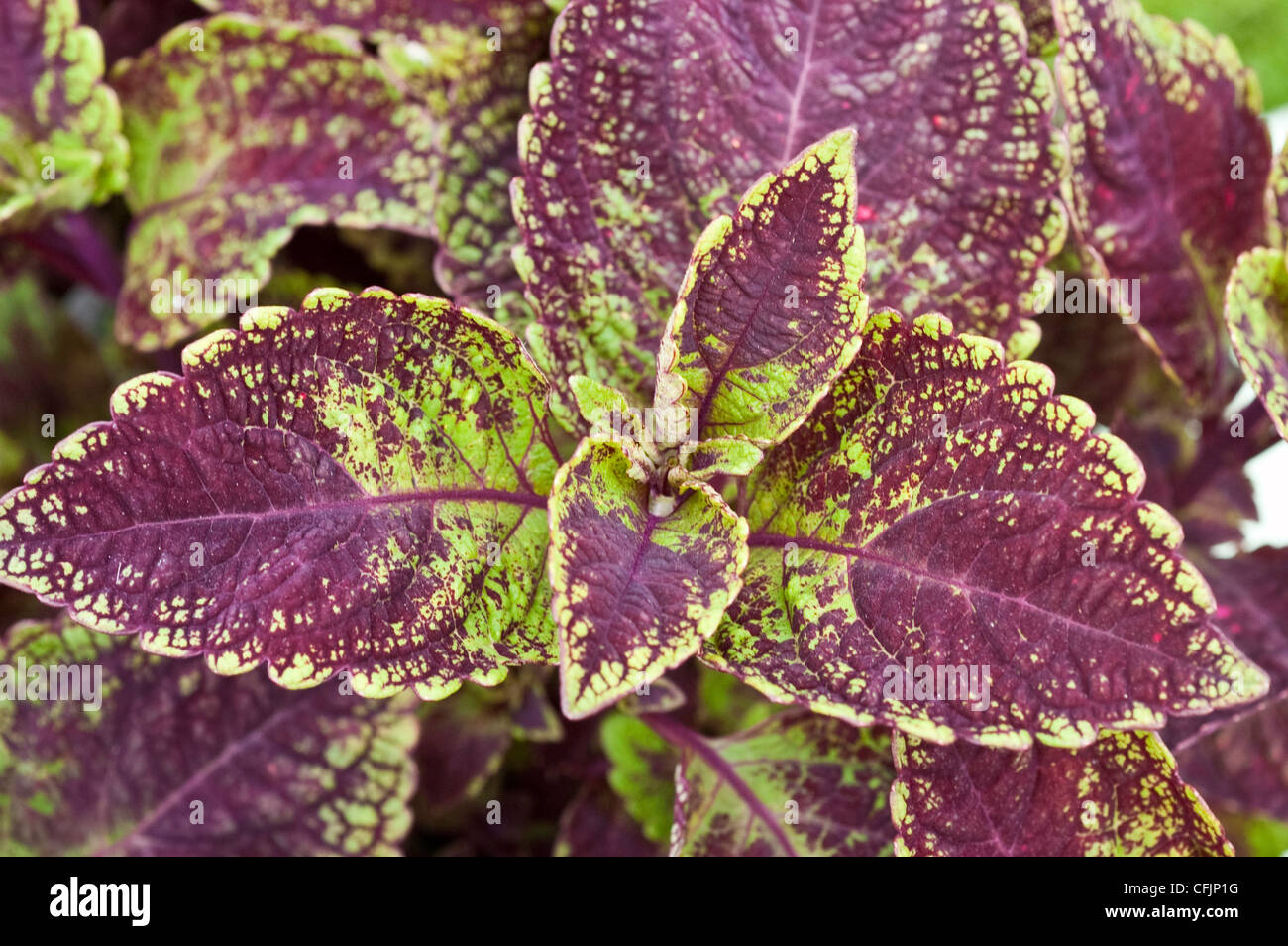 Coleus cultivar hi-res stock photography and images - Alamy
