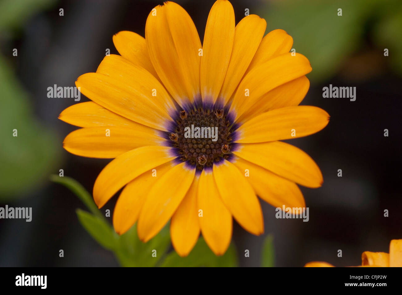 Violet flower hi-res stock photography and images - Alamy