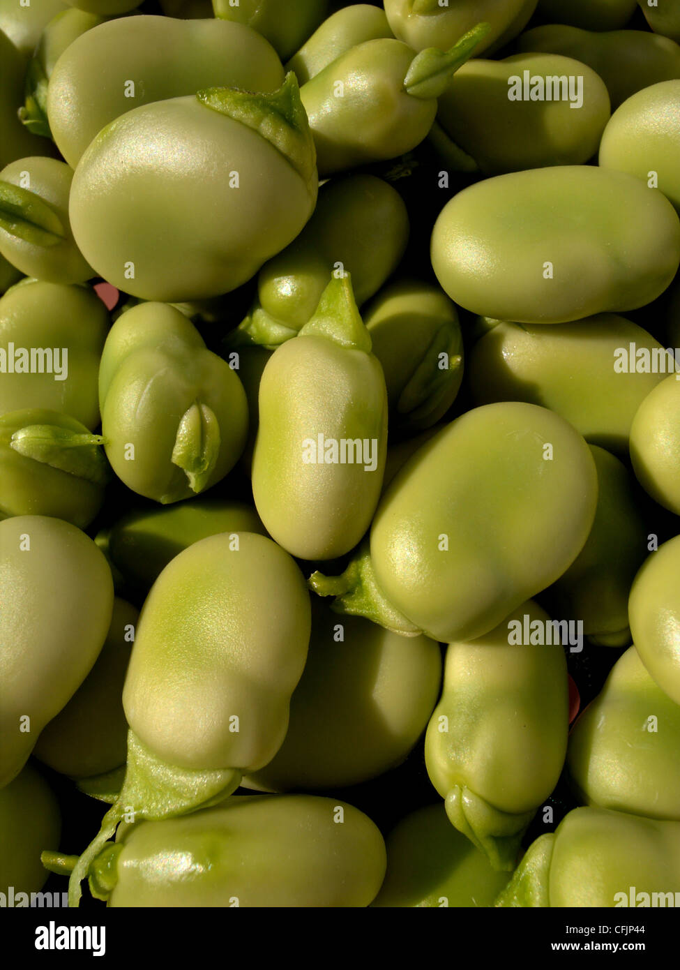 Freshly harvested broad beans (Reina Mora), England, UK, Western Europe ...