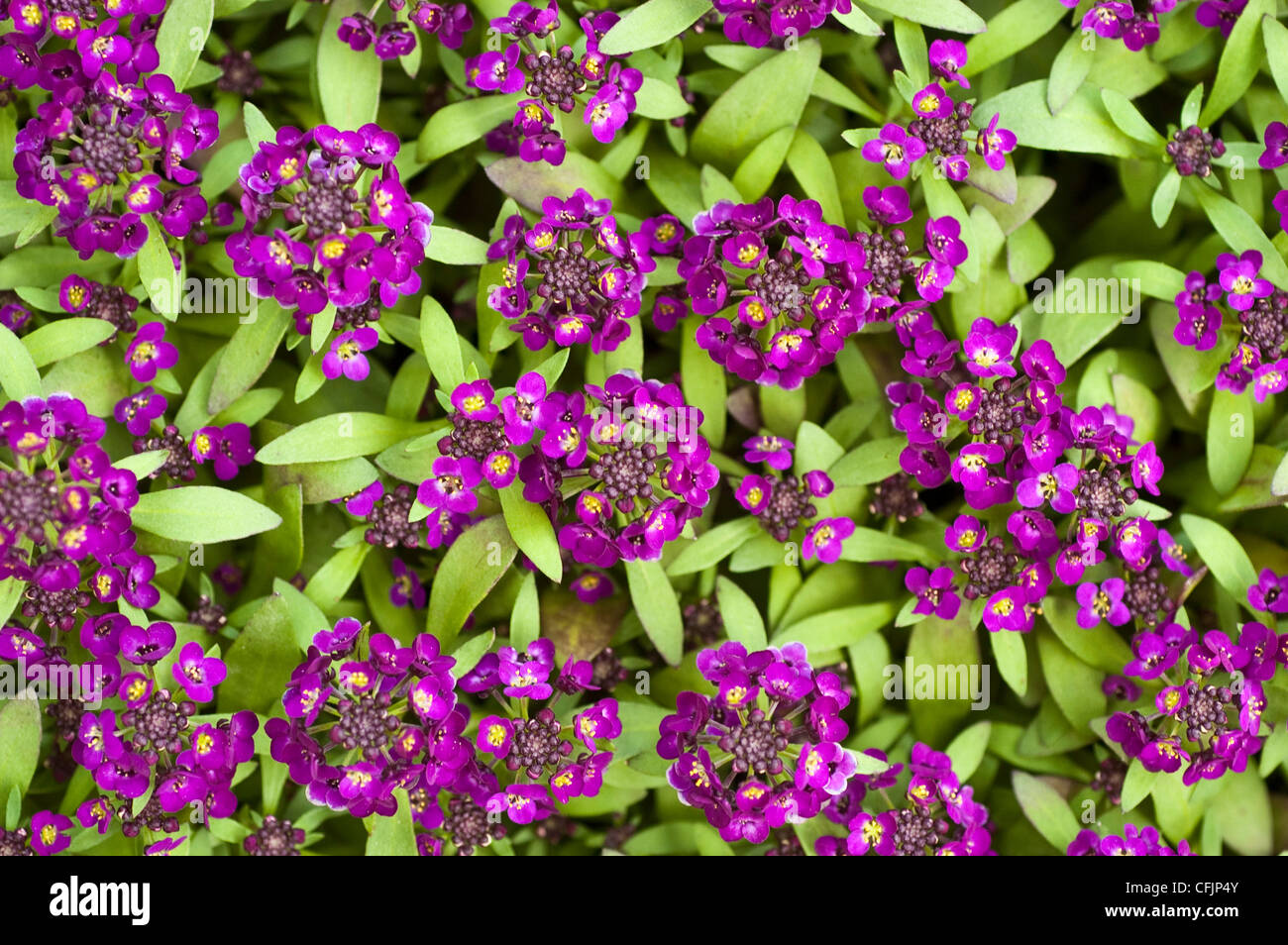 Many small violet, purple flowers of Sweet Alyssum, Easter Bonnet ...