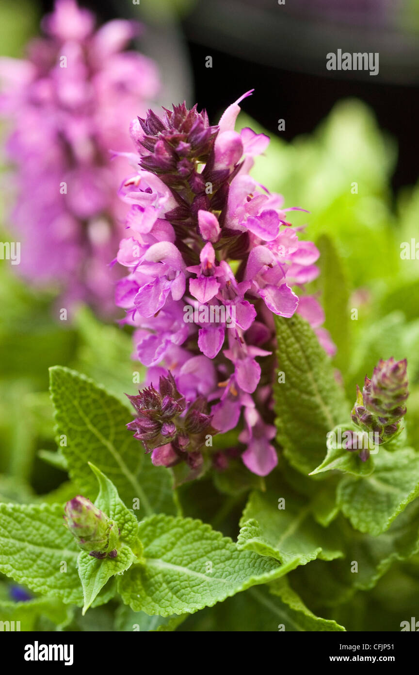 Pink violet flowers of salvia nemorosa var sensation rose hi-res stock ...
