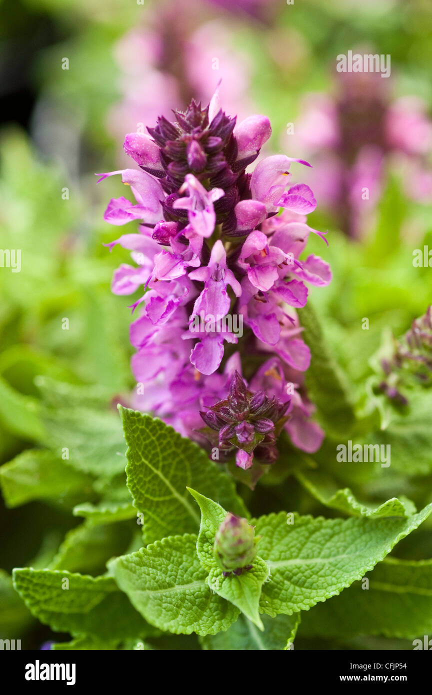 Pink Violet flowers of Salvia nemorosa var Sensation Rose, Sage ...