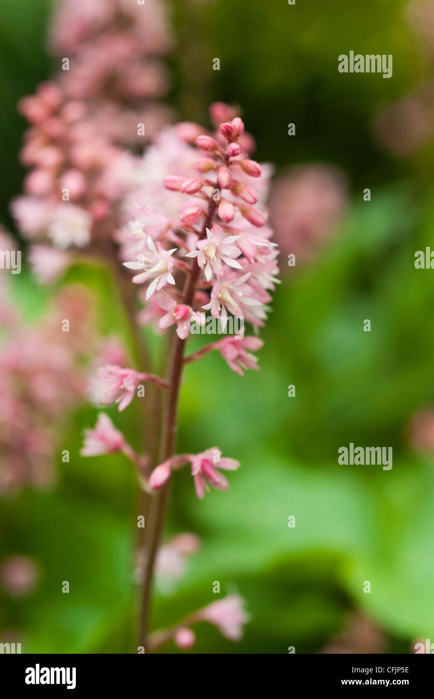 Pink flowers of foamy bells v dayglow pink hi-res stock photography and ...