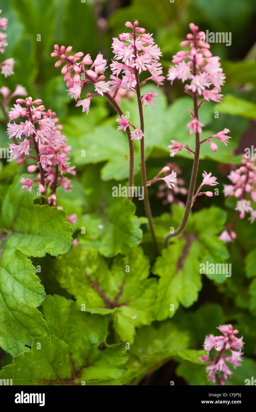 Pink flowers of Foamy Bells v Dayglow Pink, Heucherella Stock Photo - Alamy