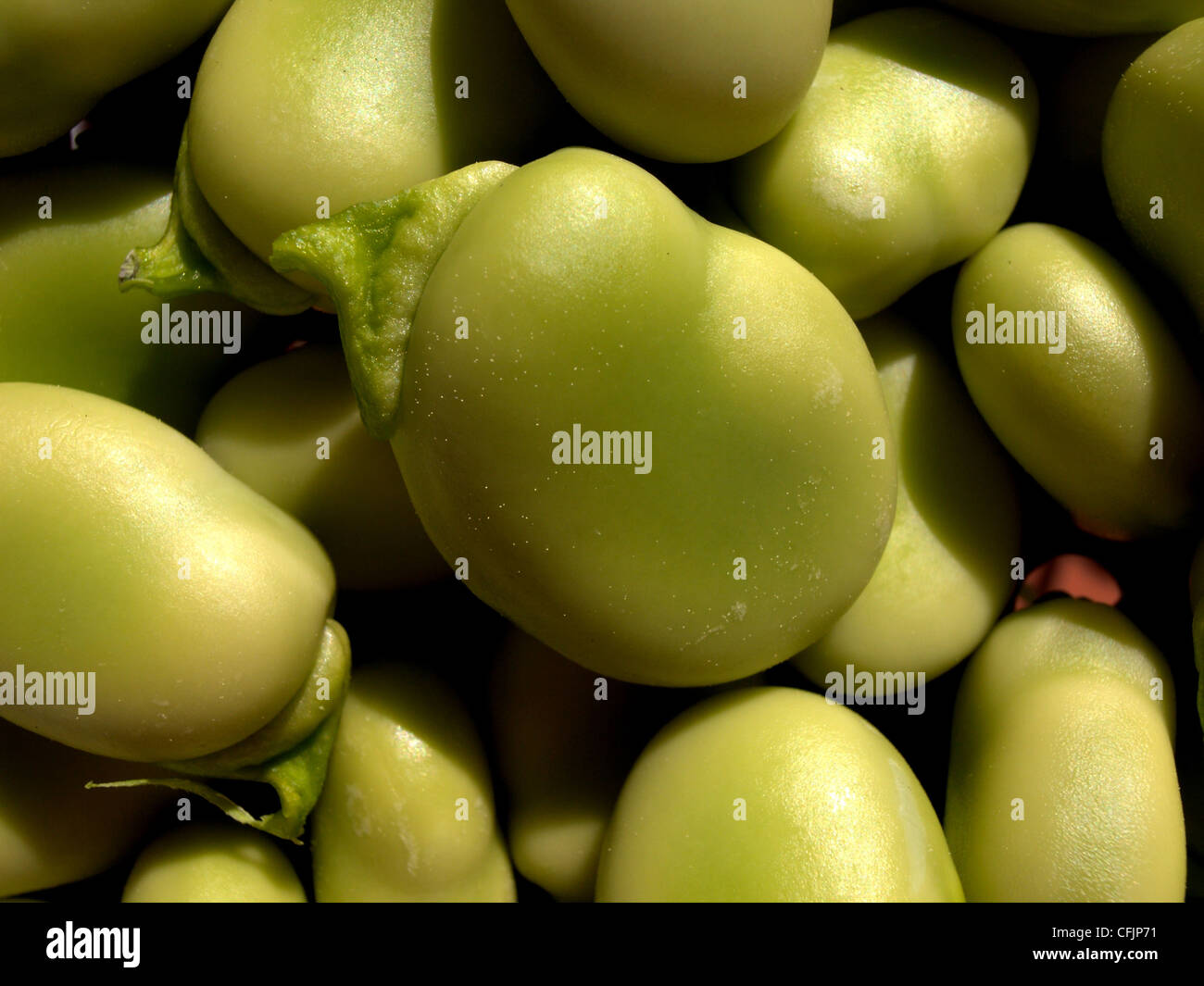 Freshly harvested broad beans (Reina Mora), England, UK, Western Europe ...