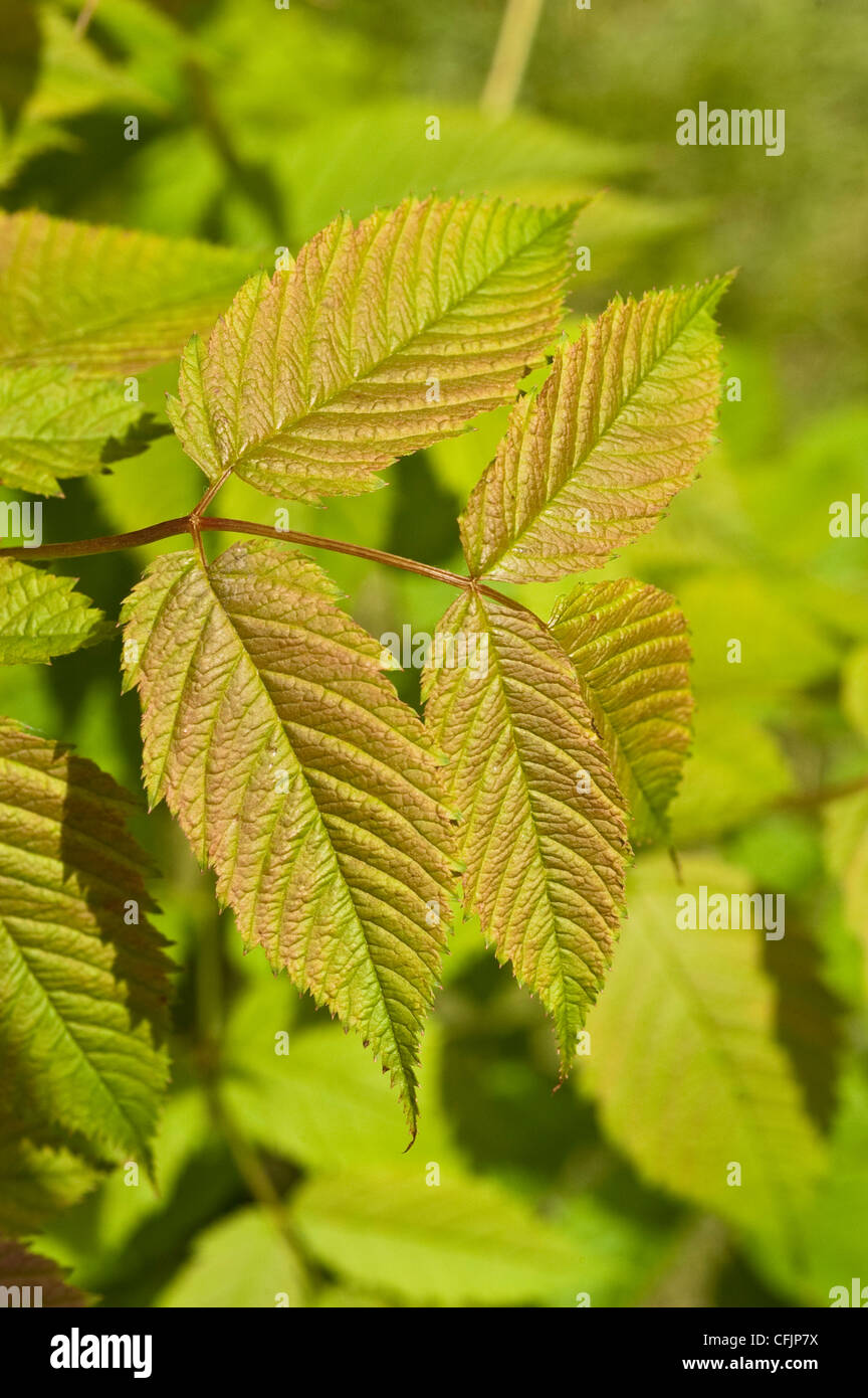 Goats beard hi-res stock photography and images - Alamy