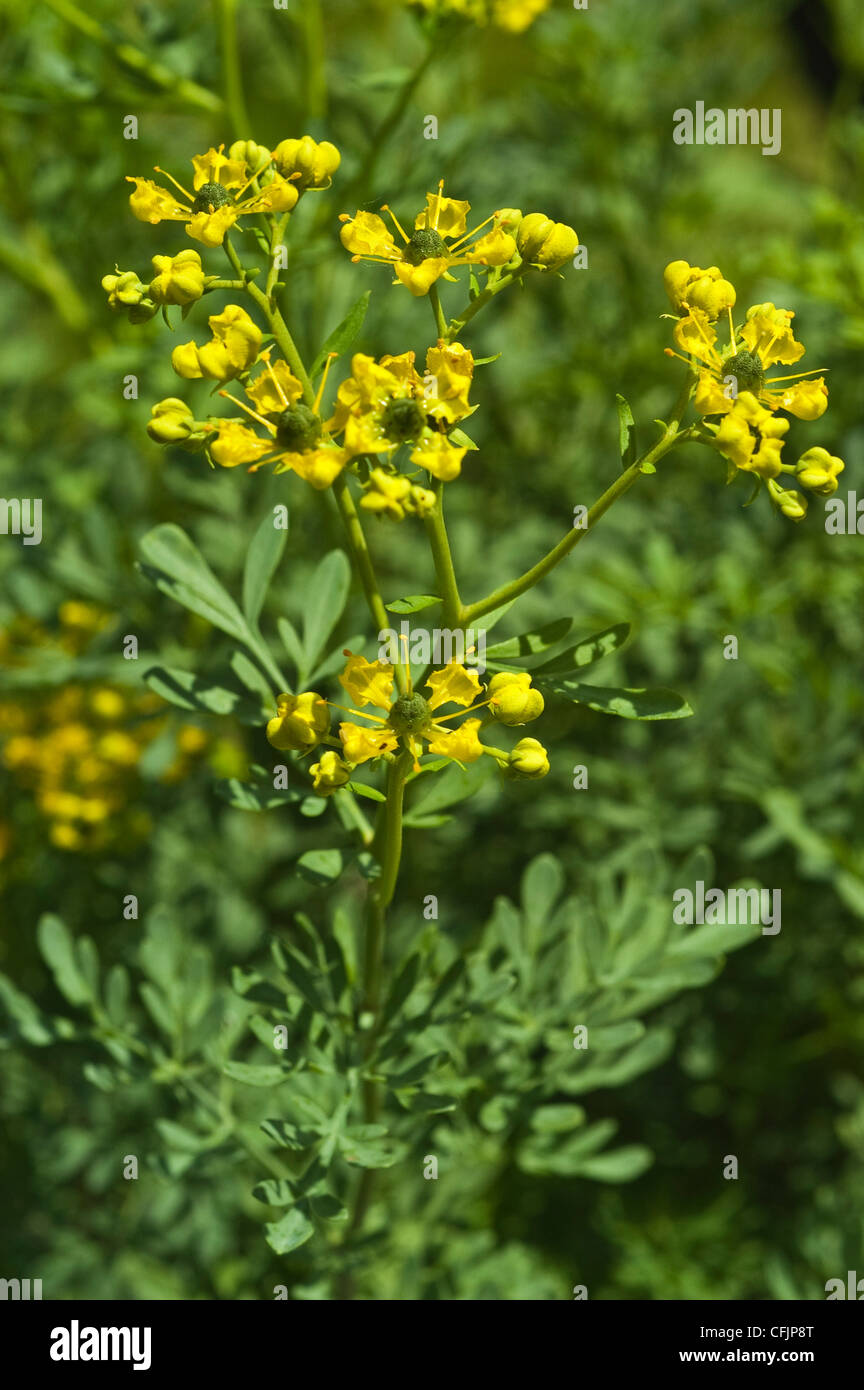 Yellow flowers of rue hi-res stock photography and images - Alamy