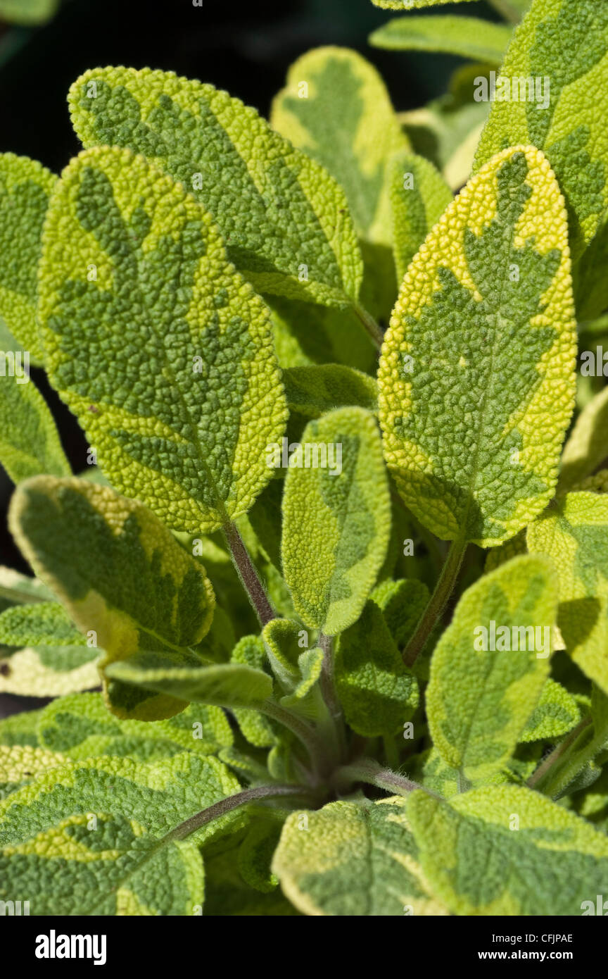Yellow green leaves foliage of Golden Sage, Salvia officinalis aurea ...