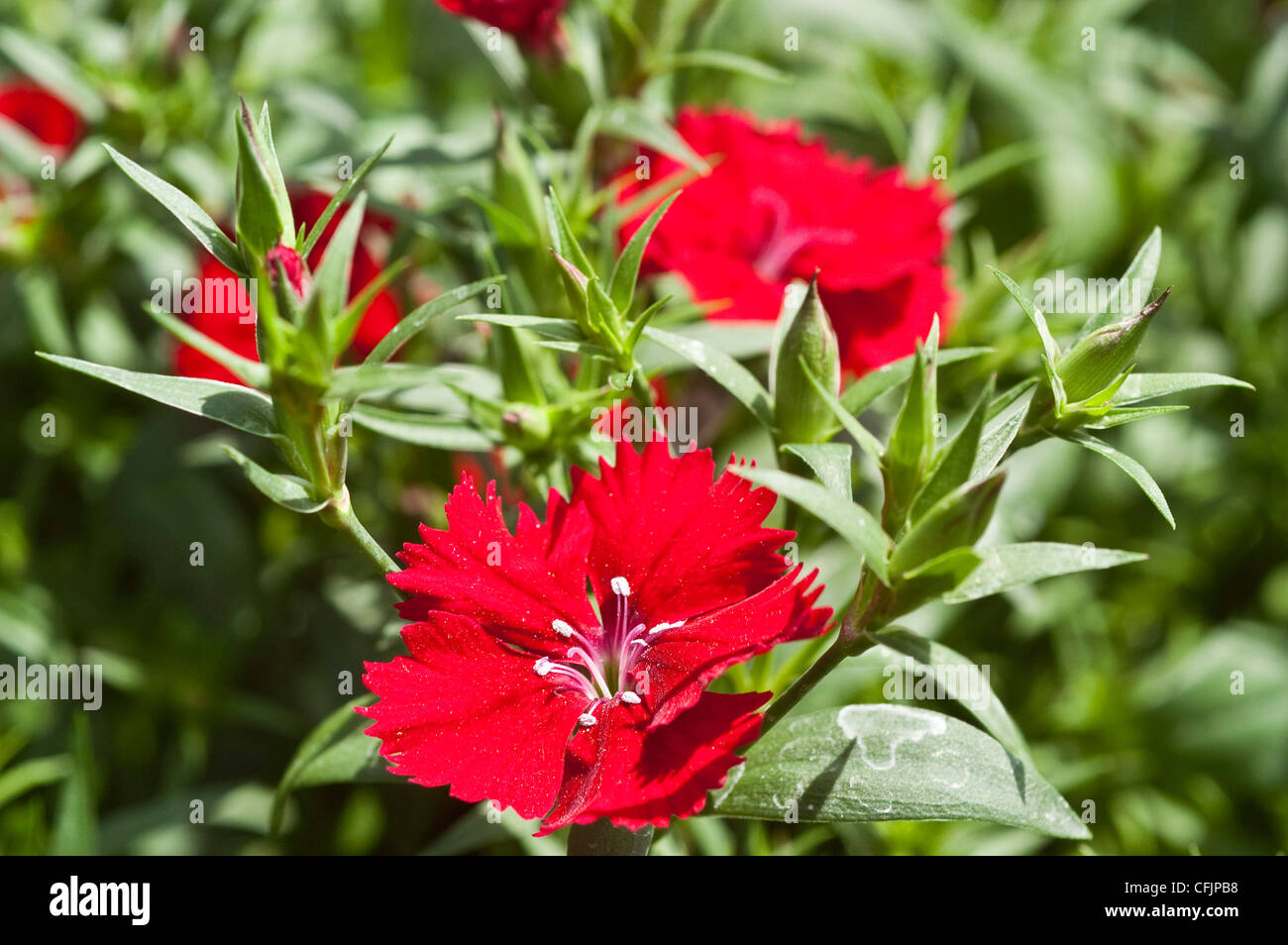 Red dianthus flower close up Stock Photo - Alamy