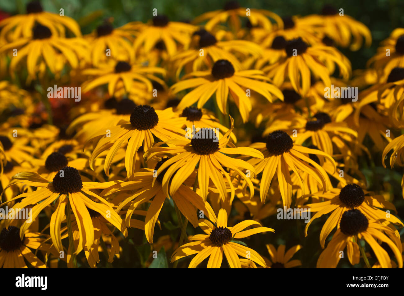 Yellow flowers of Rudbeckia fulgida var sullivantii cv Goldsturm ...