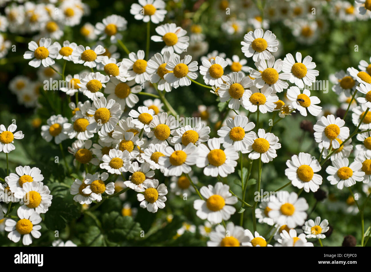 Feverfew flowers hi-res stock photography and images - Alamy