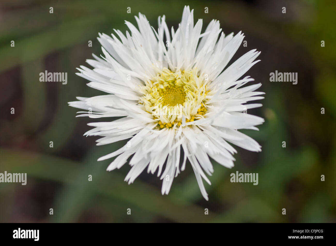 White flower of Shasta Daisy, Leucanthemum v Sante, Asteraceae Stock ...