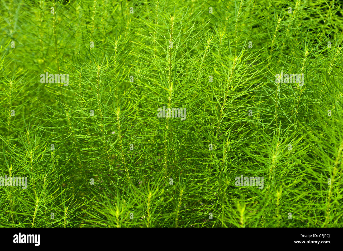 Green foliage of Amsonia Hubrichtii, Threadleaf bluestar Stock Photo ...