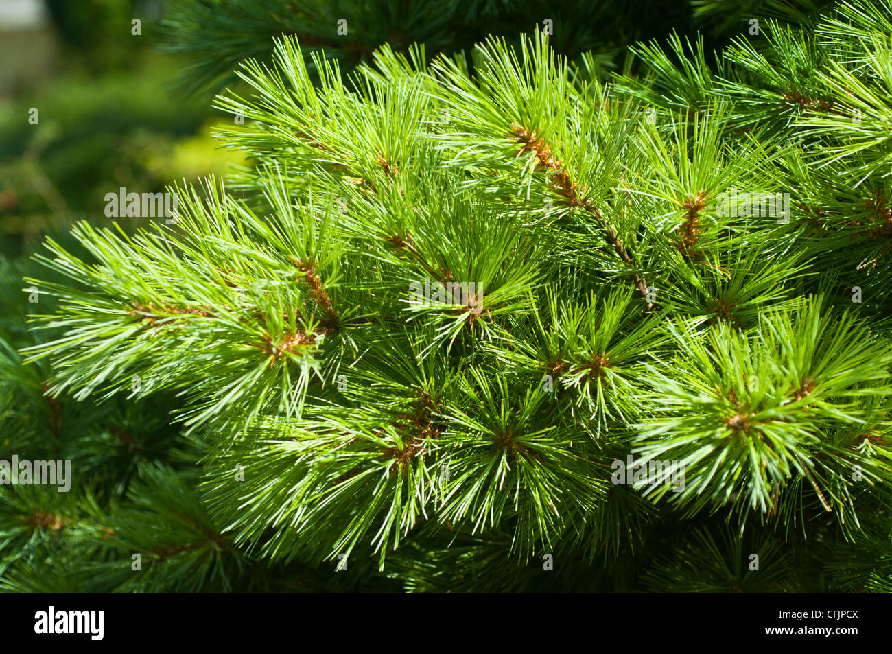 Green conifers of Eastern White Pine, Pinus Strobus v Blue Shag Stock ...