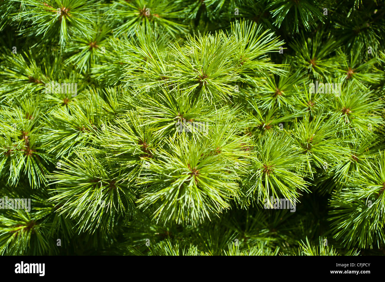 Green conifers of Eastern White Pine, Pinus Strobus v Blue Shag Stock ...