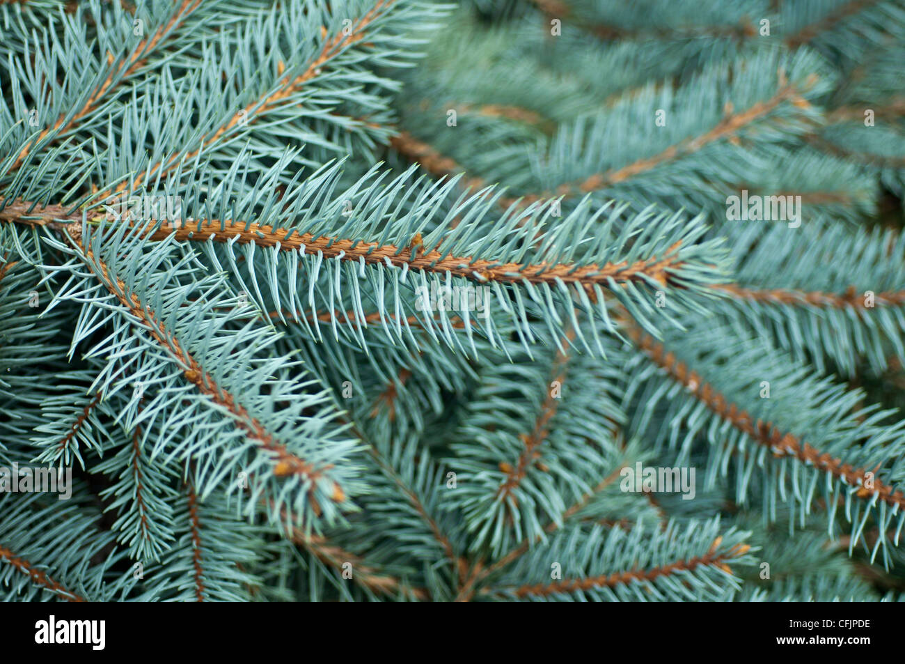 Picea pungens procumbens hi-res stock photography and images - Alamy