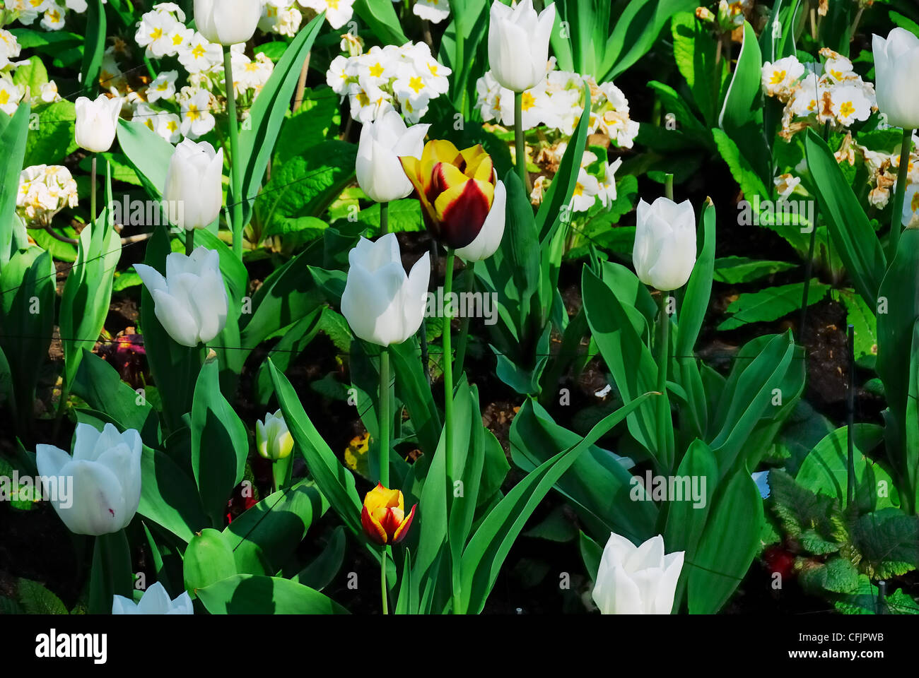 London : tulips in the Green Park Stock Photo - Alamy