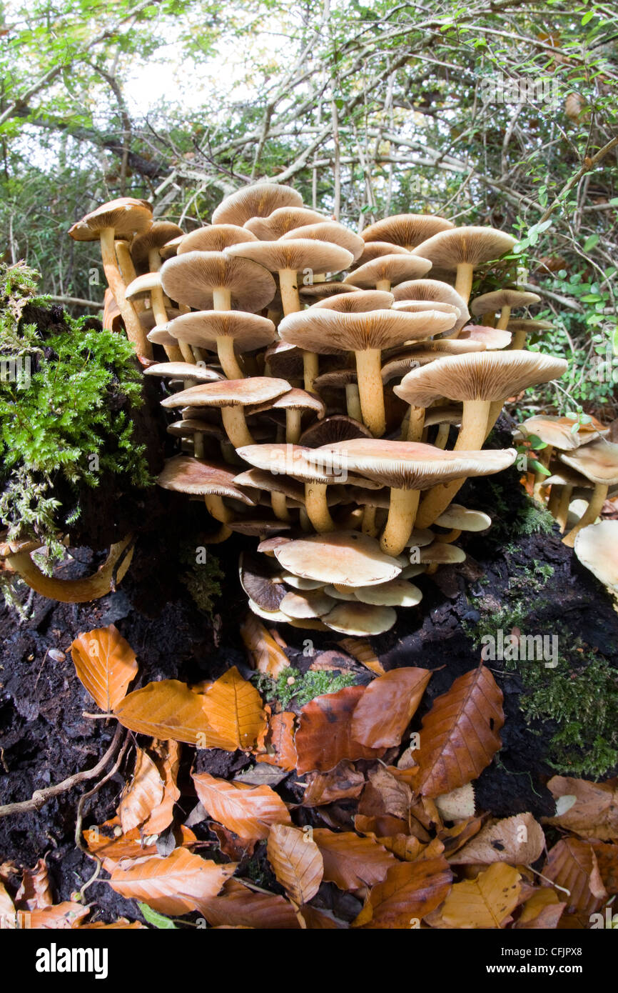 Toadstool mushrooms growing out of a rotting log Stock Photo - Alamy