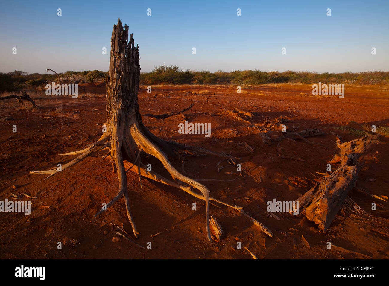 Early morning in Sarigua national park (desert) in Herrera province ...