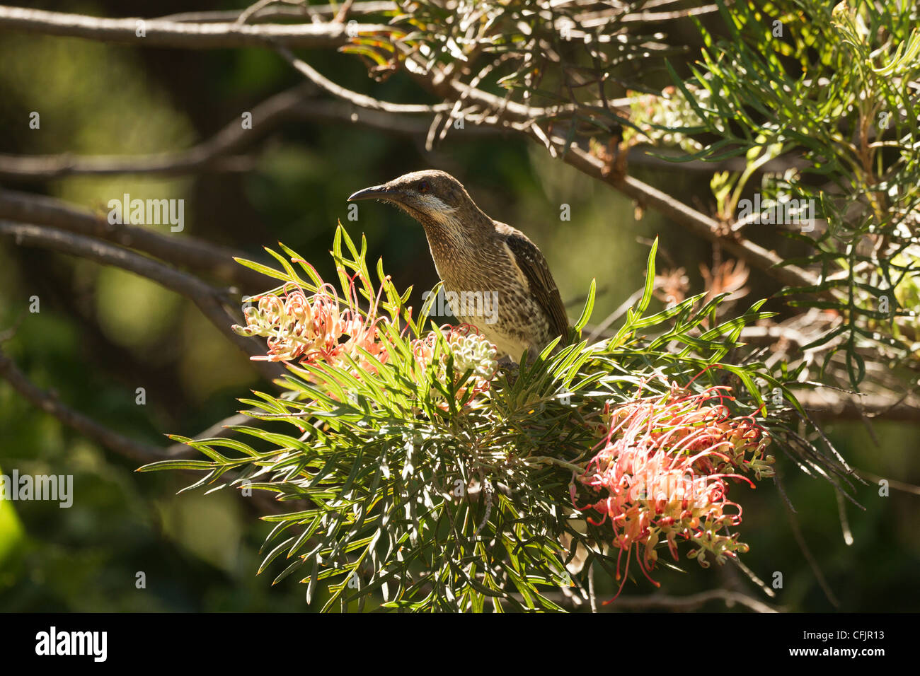 Western wattlebird hi-res stock photography and images - Alamy